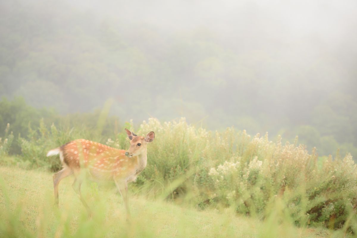 風に吹かれて | GANREF