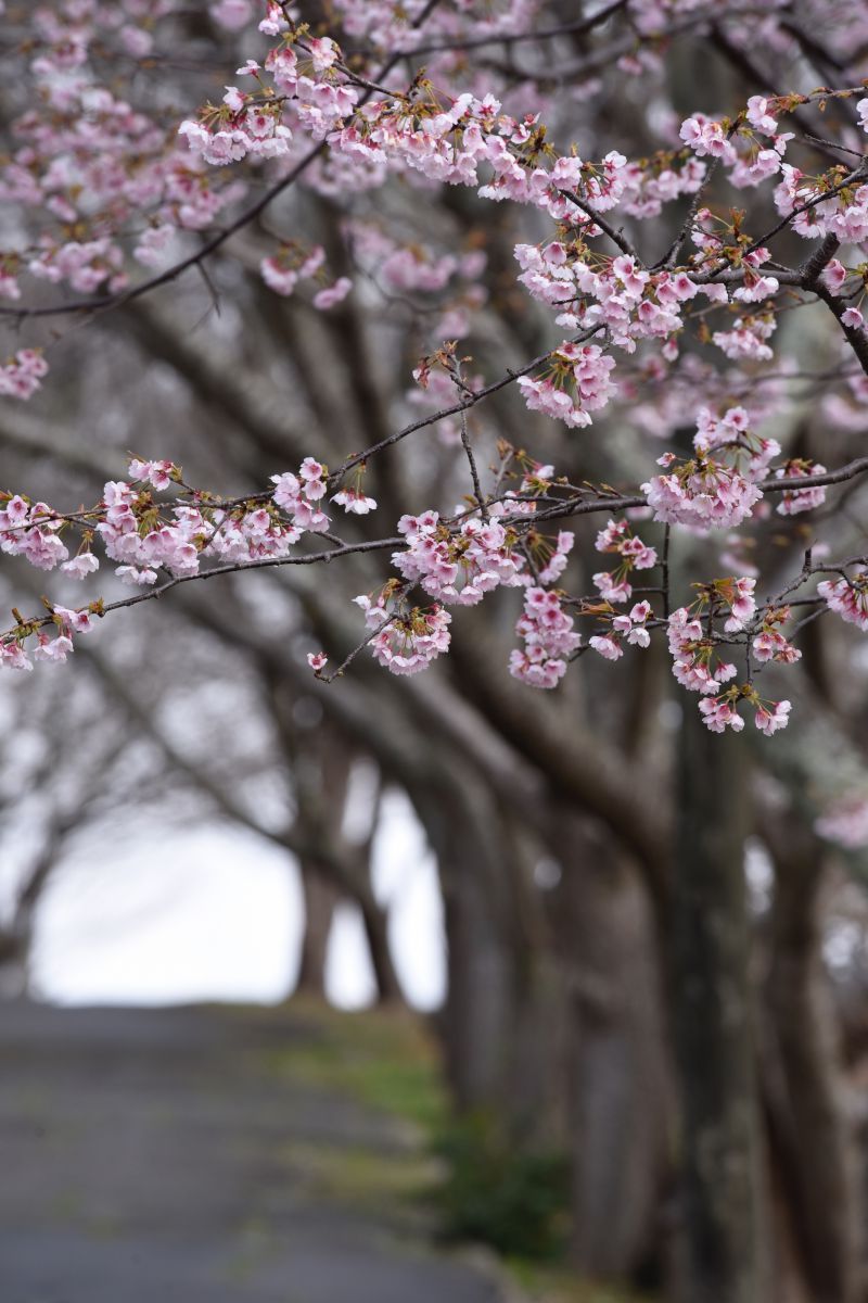 オオカンザクラ | GANREF