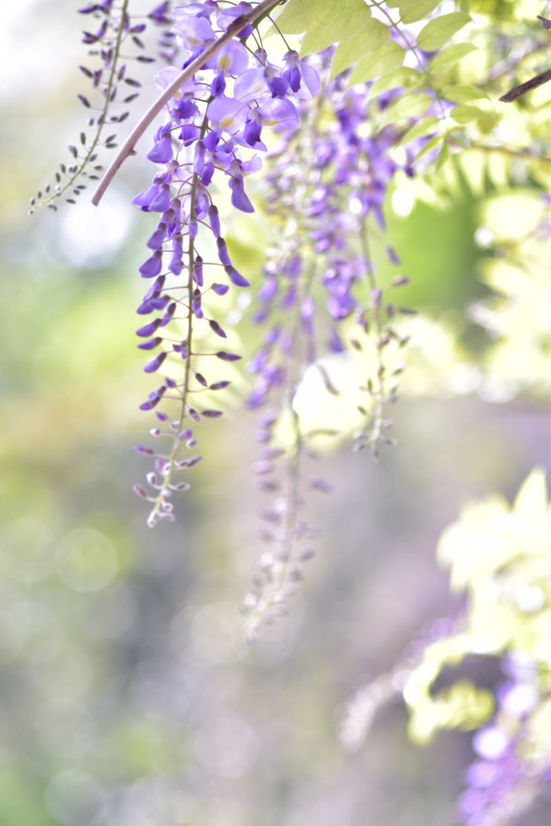 Light Purple | GANREF