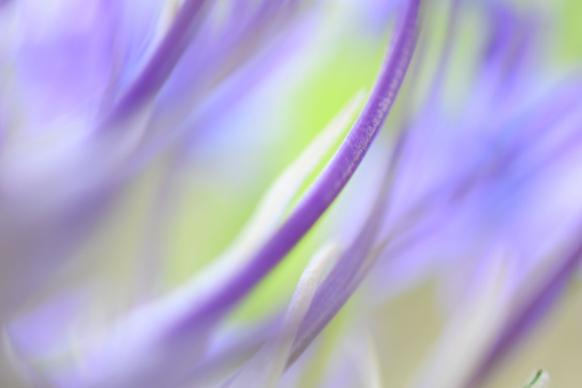 Violet line | GANREF