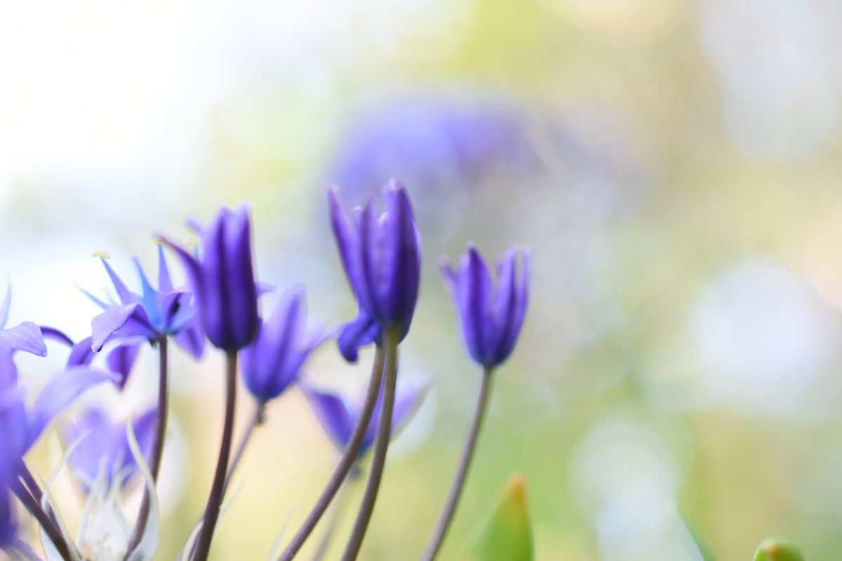 Violet（Ⅱ） | GANREF