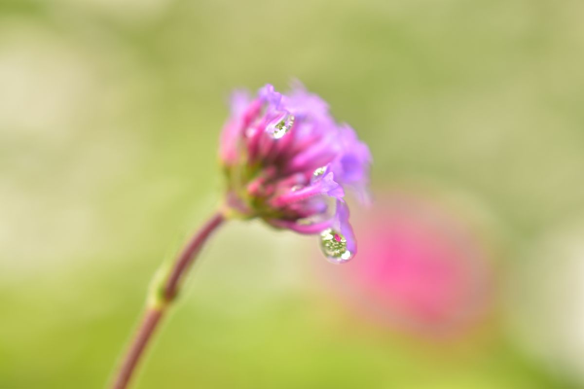 雨に濡れて | GANREF