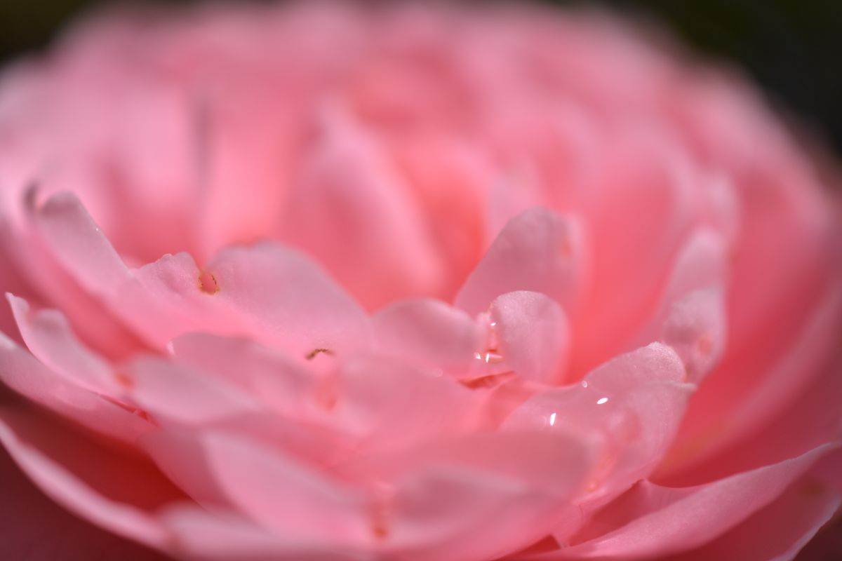 overlapping petals | GANREF