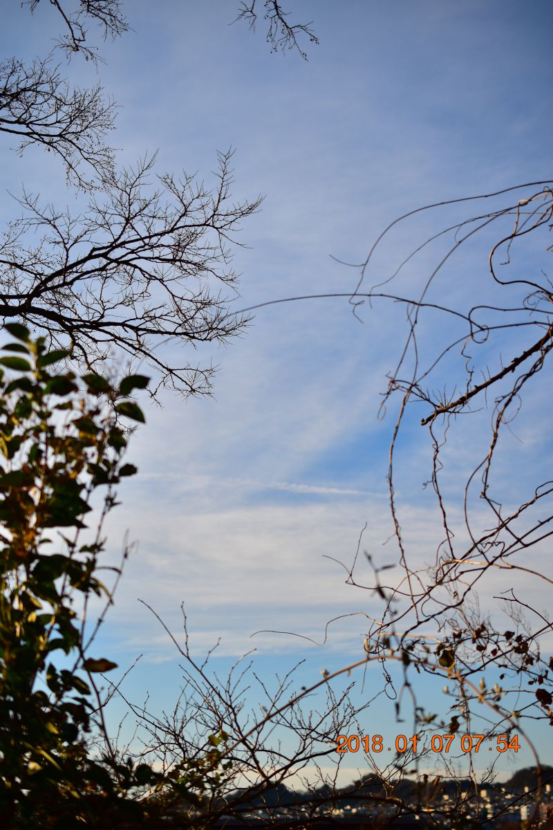 climbing plant | GANREF