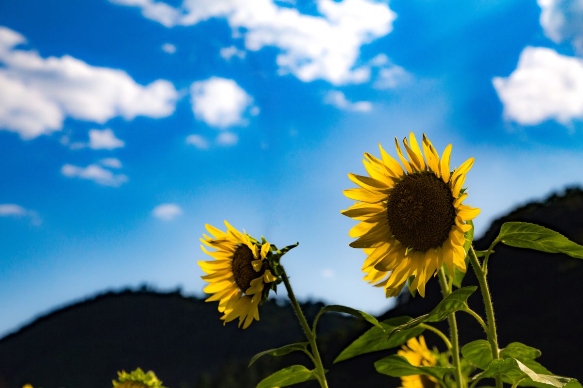 Summer Summer Summer | GANREF