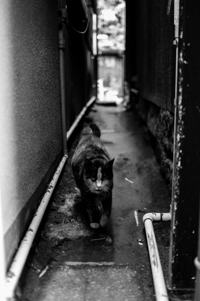 Cat in backstreet | GANREF