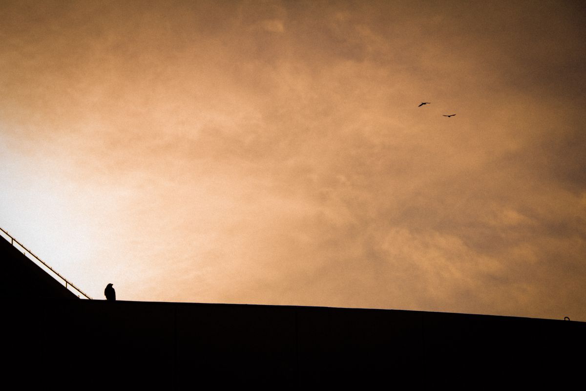 Look up into the sky | GANREF