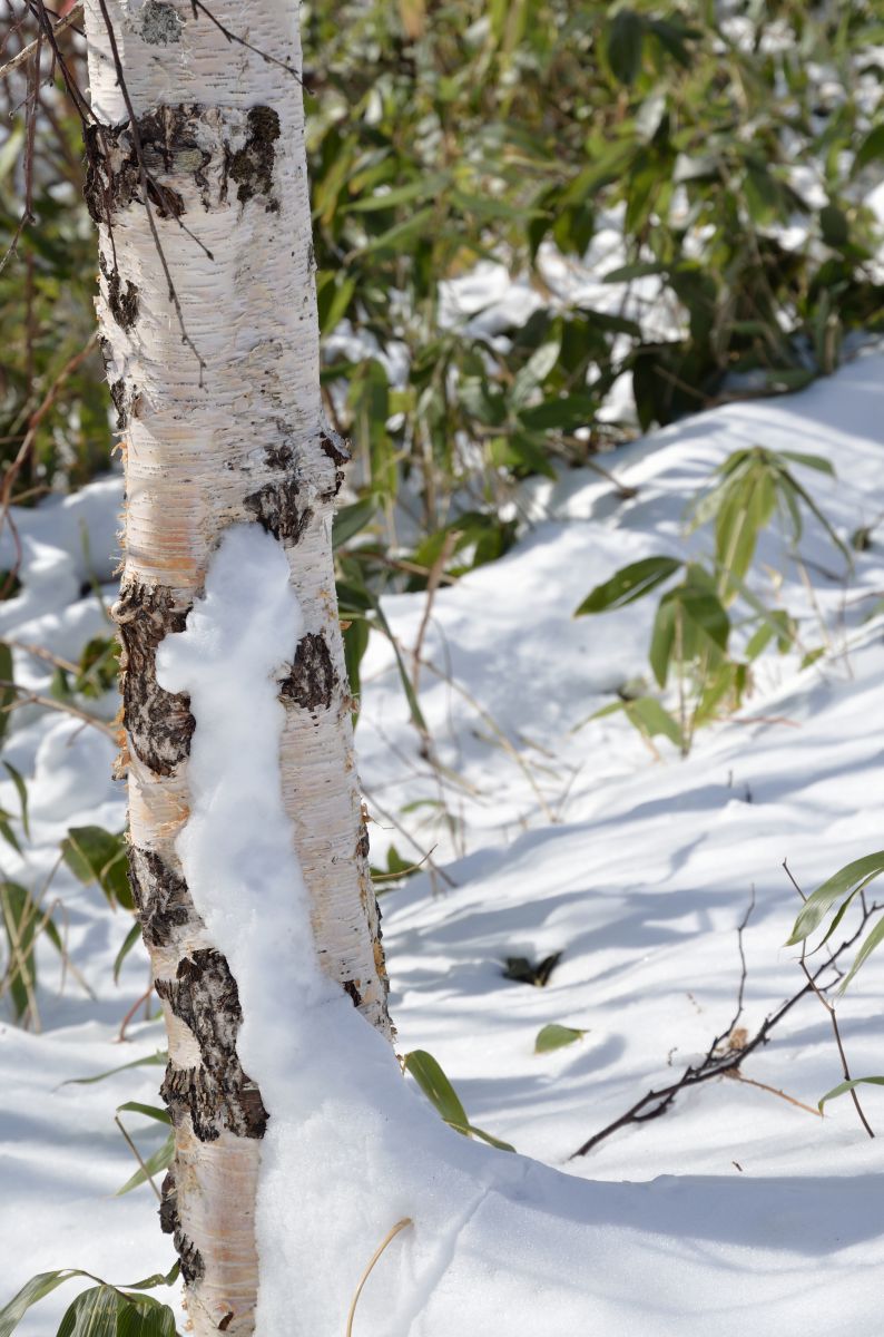 Pattern of Winter | GANREF