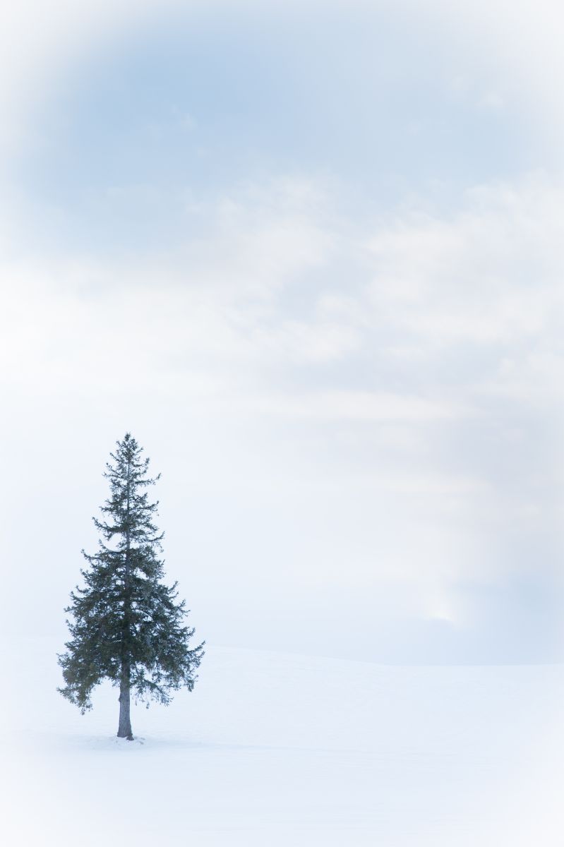 Christmas Tree | GANREF