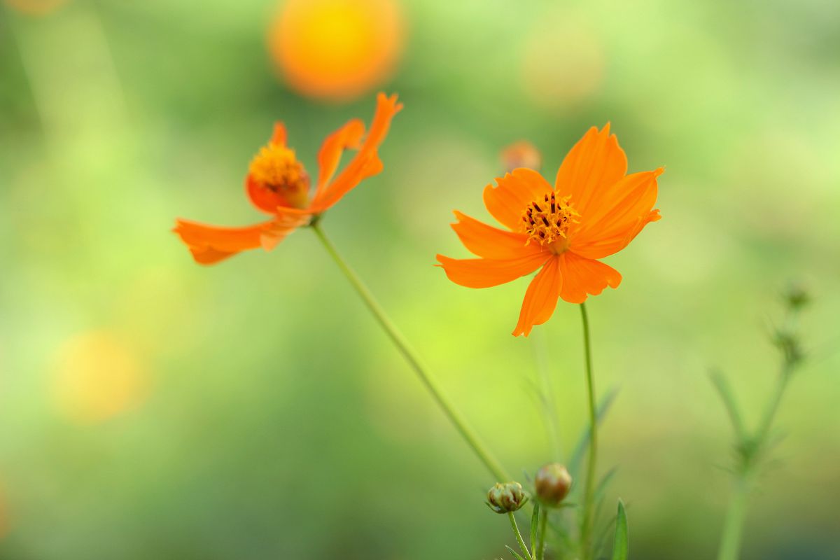 Autumn colors | GANREF