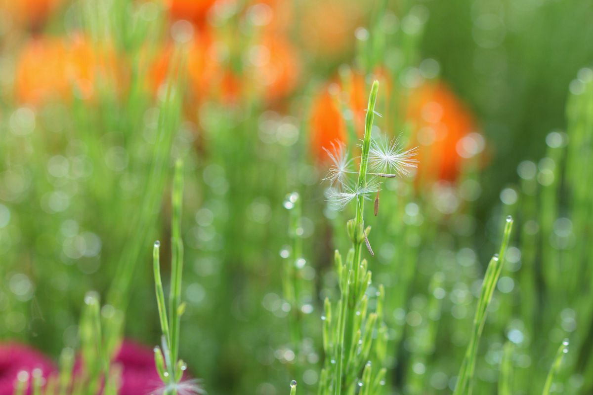 Green and green | GANREF