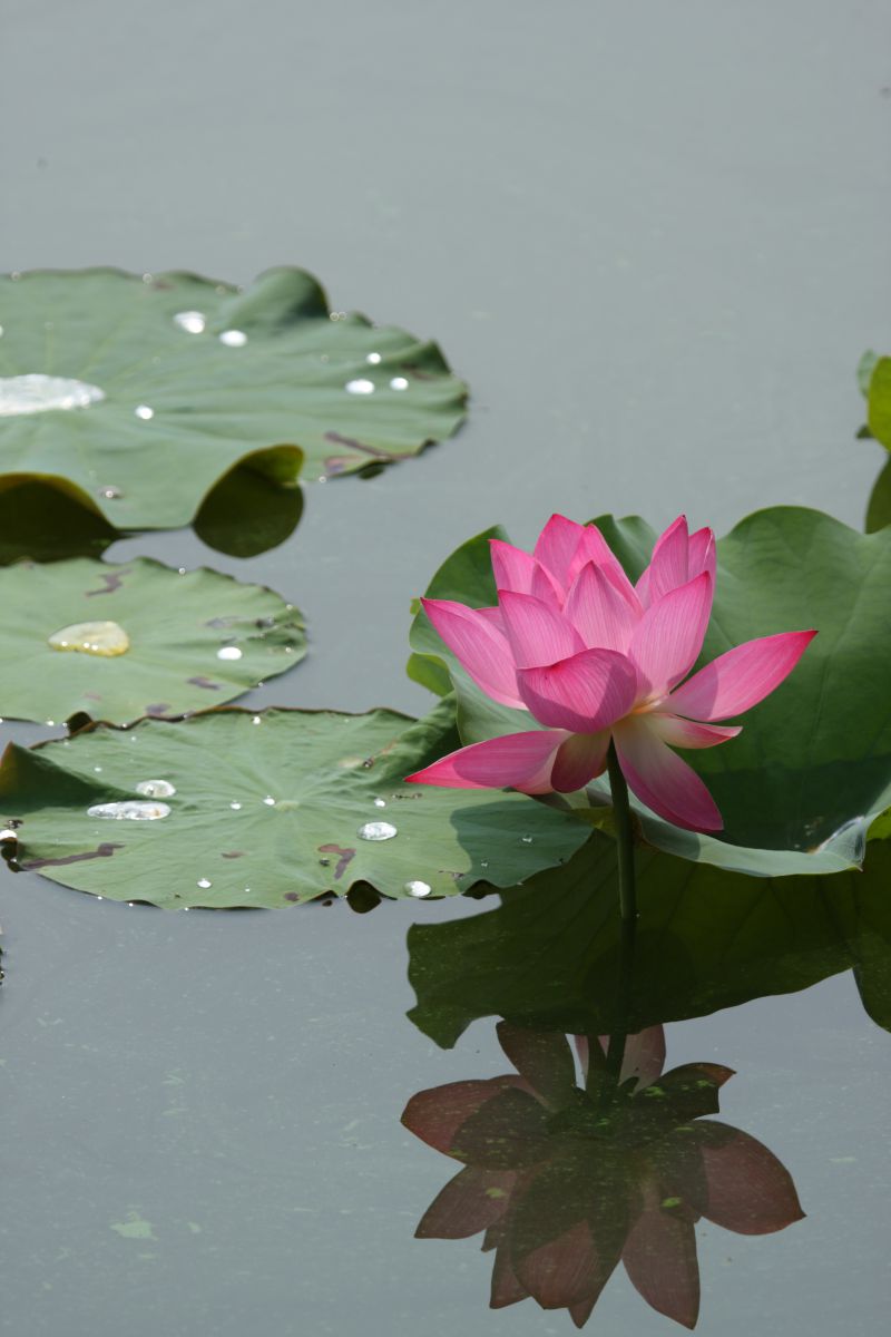 凛として | GANREF