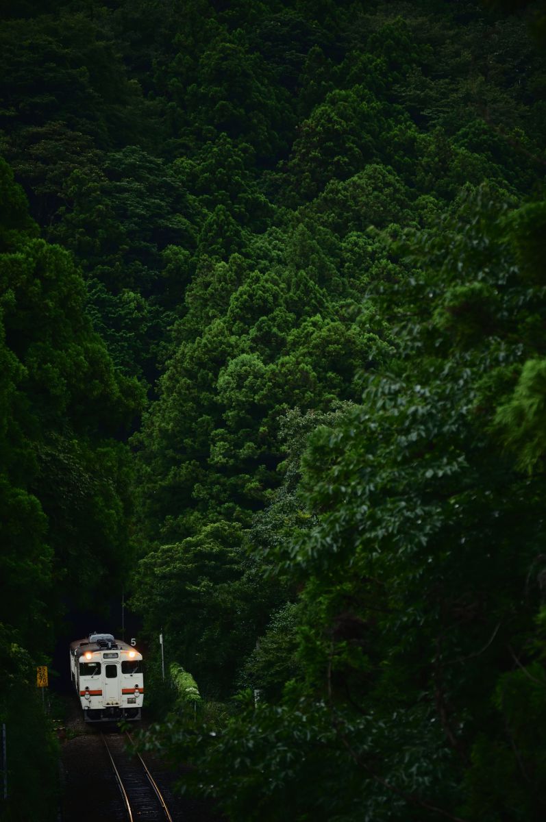 静緑の中をゆく | GANREF