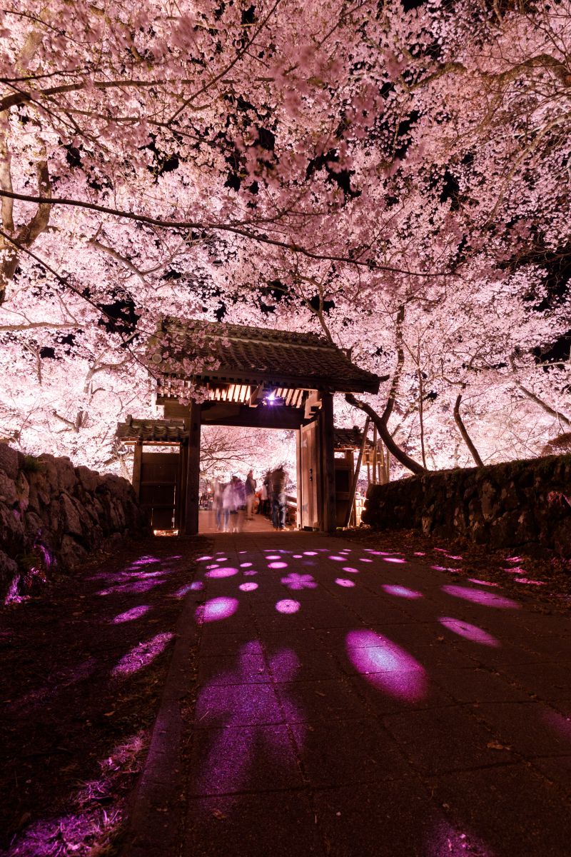 淡い思い出 | GANREF