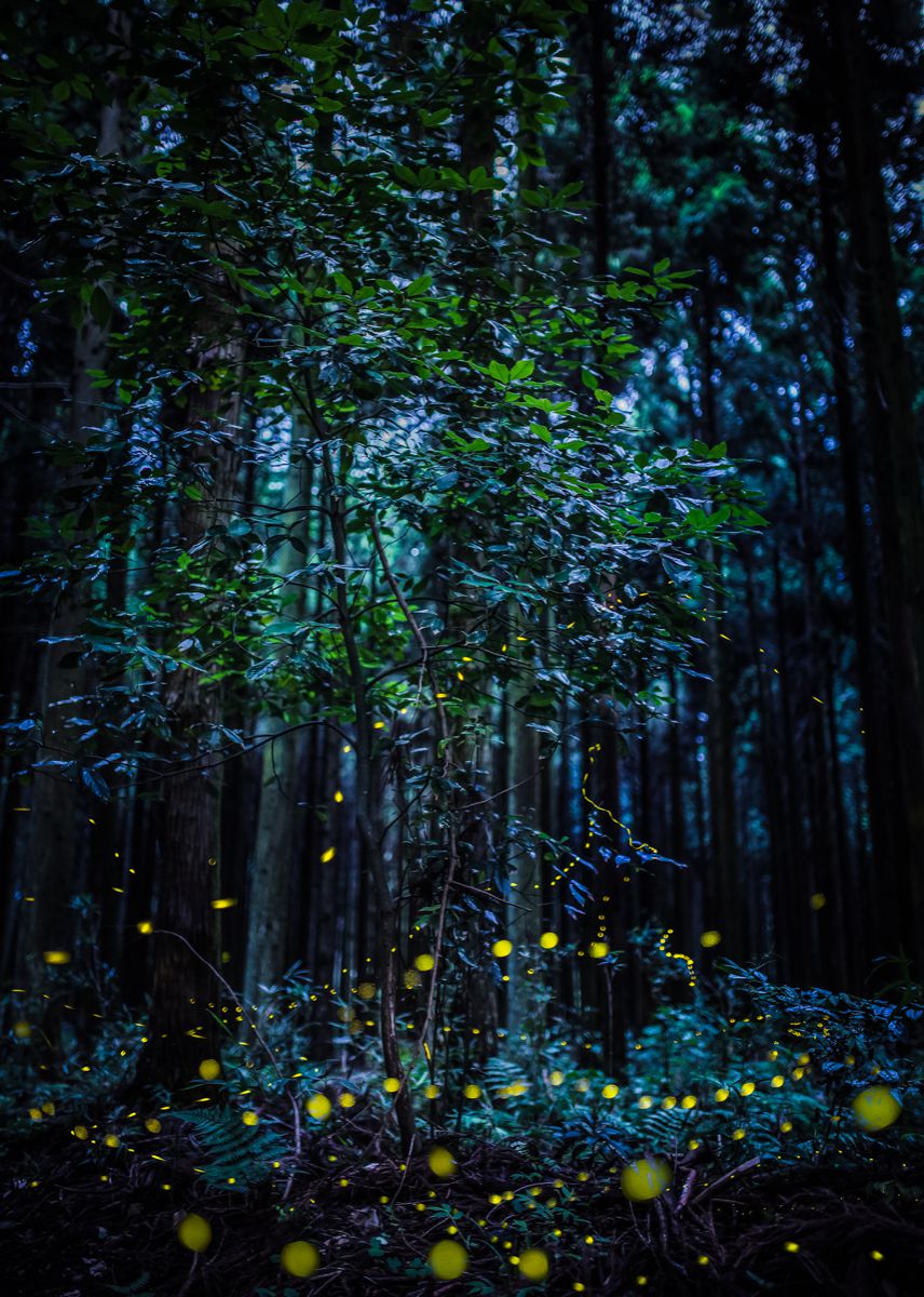 Night in the forest | GANREF