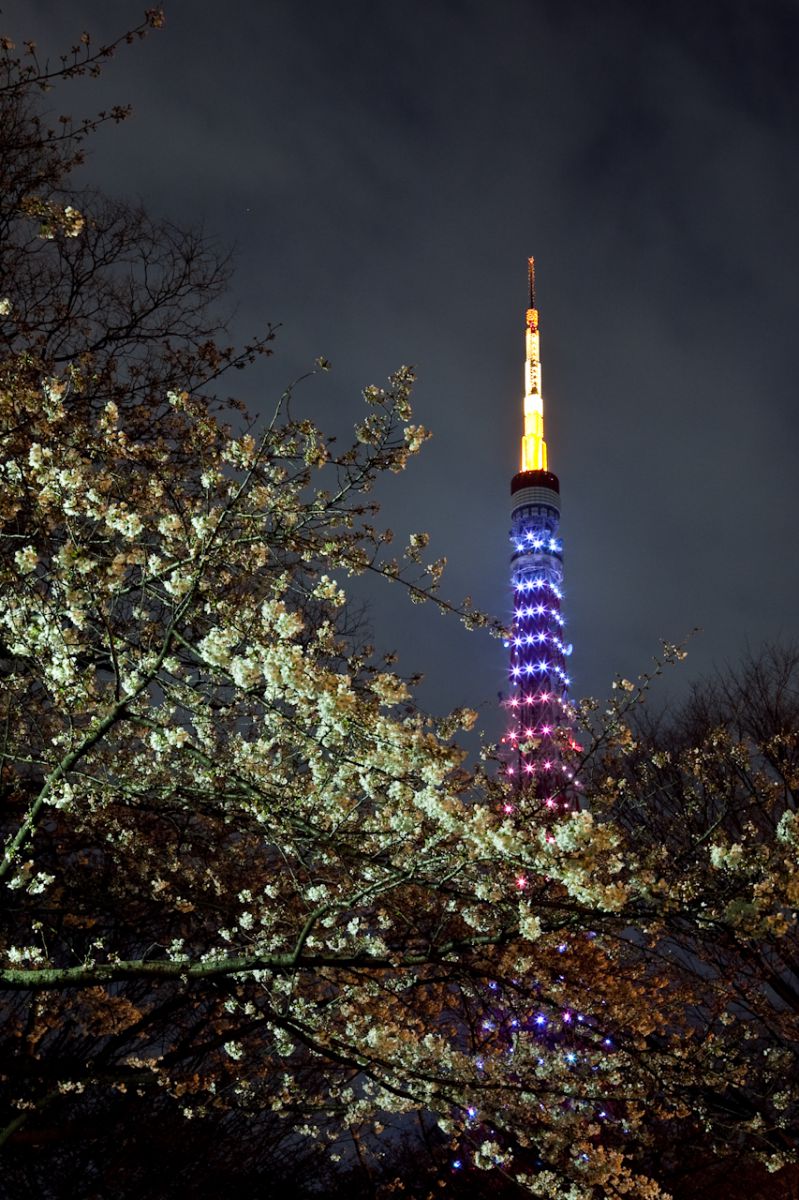 Sakura Tower | GANREF