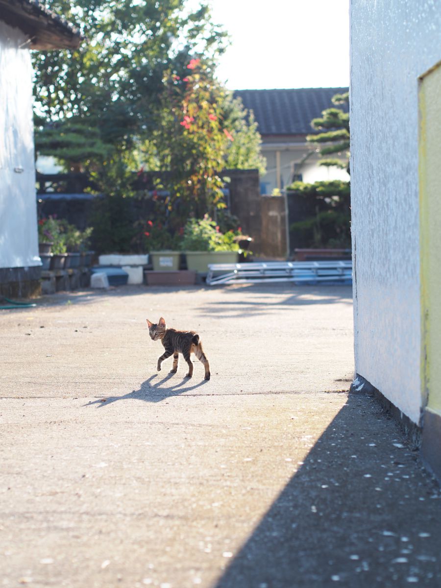 cute action 7 | GANREF