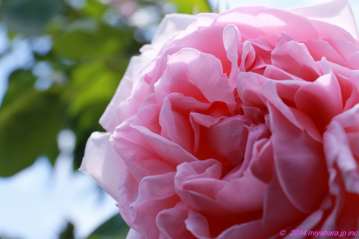 ローズPink | GANREF