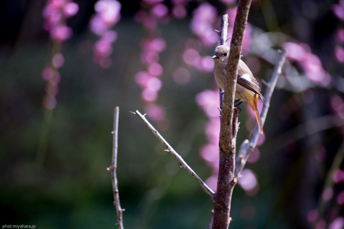 なに思う | GANREF