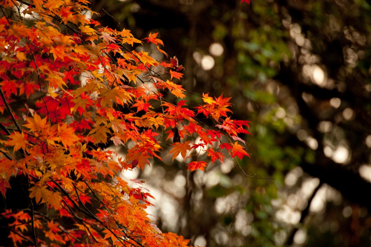 からくれないに | GANREF