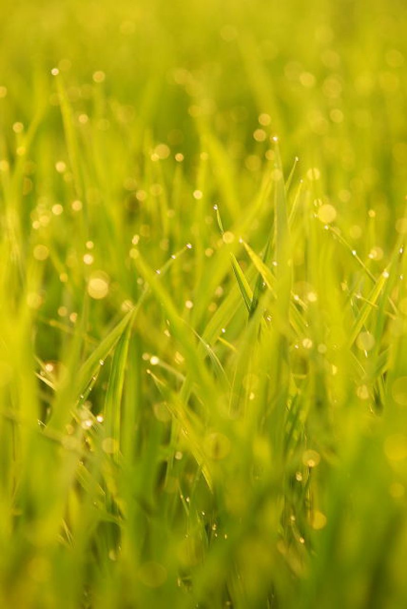 shizuku no kagayaki | GANREF