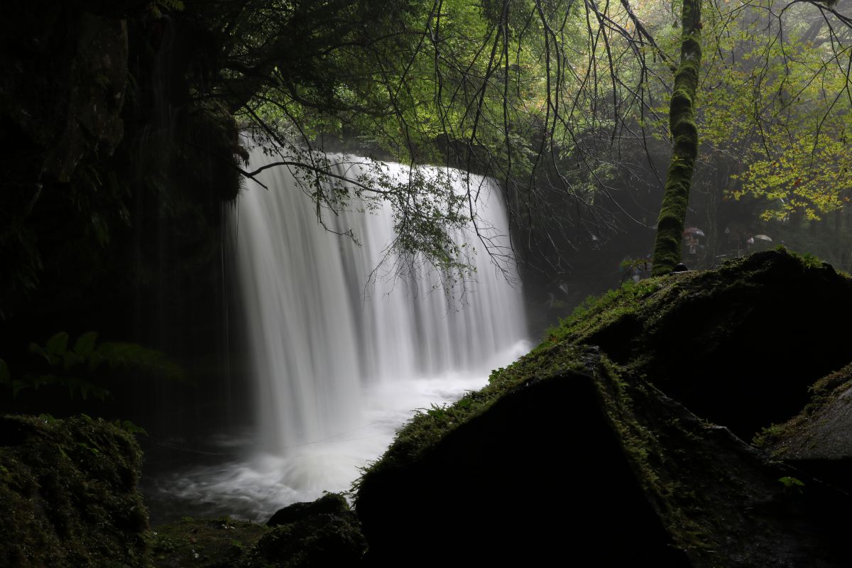 Silky & Green | GANREF