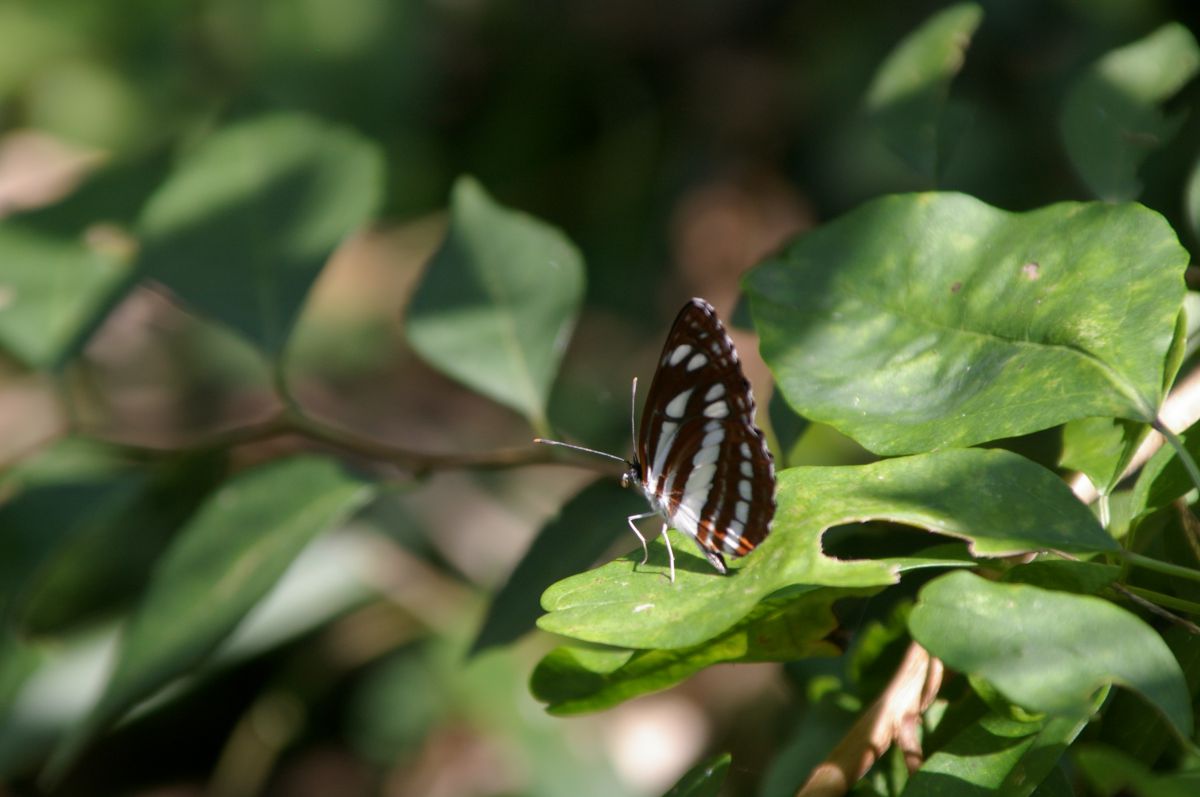 ミスジチョウ | GANREF