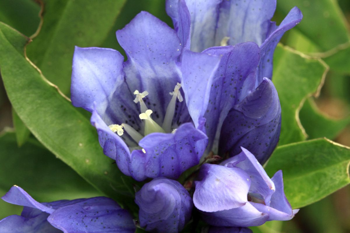 エゾリンドウ | GANREF