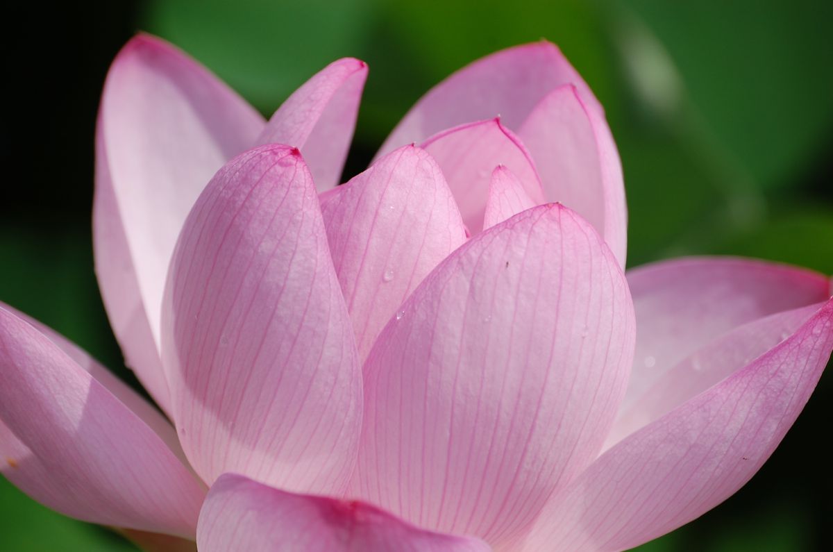a lotus bloom | GANREF