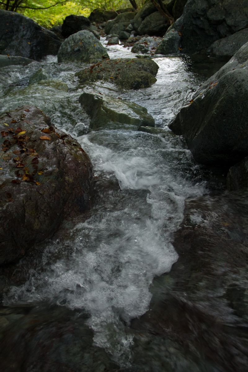 森にこだます | GANREF