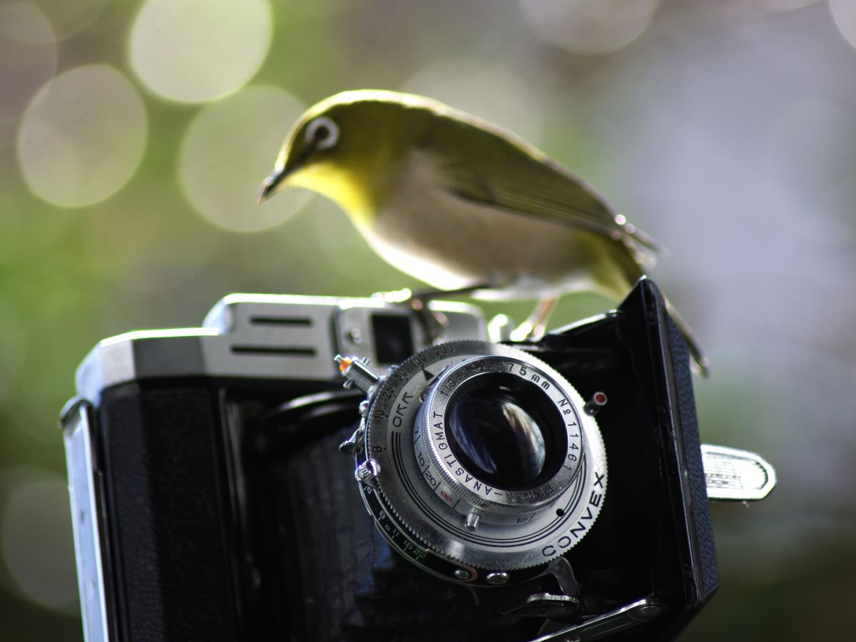 old camera with メジロ | GANREF