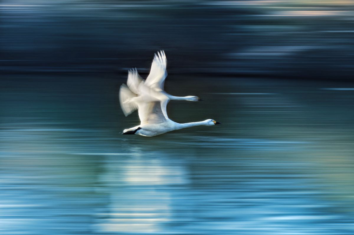 ☆Two birds fly | GANREF