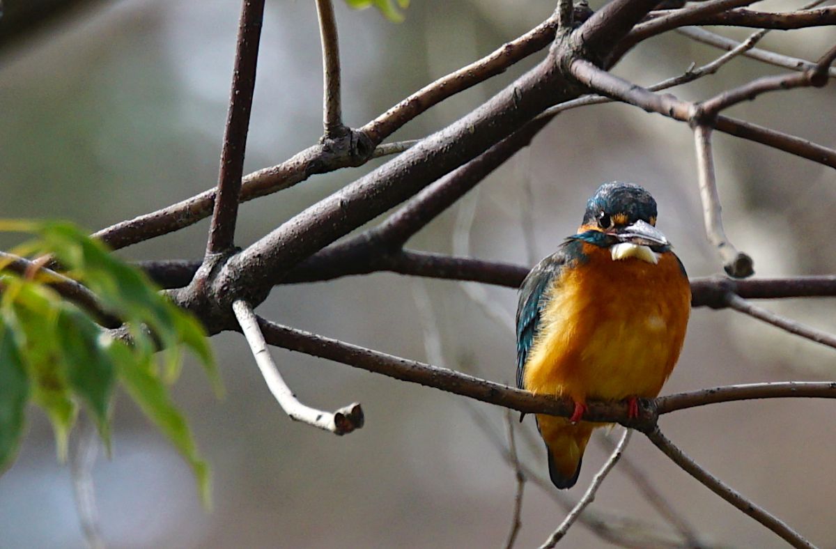 カワセミくん♂ 大阪／千里 | GANREF