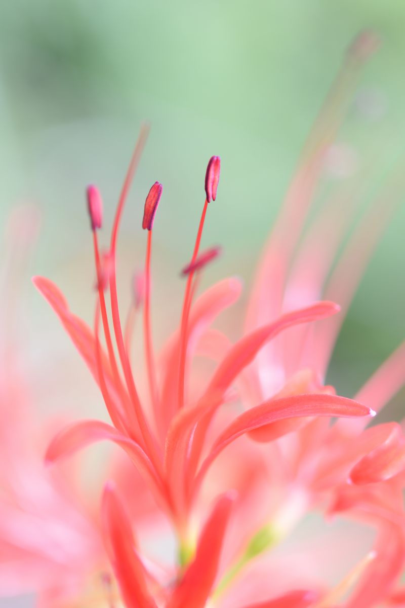Red Lycoris | GANREF