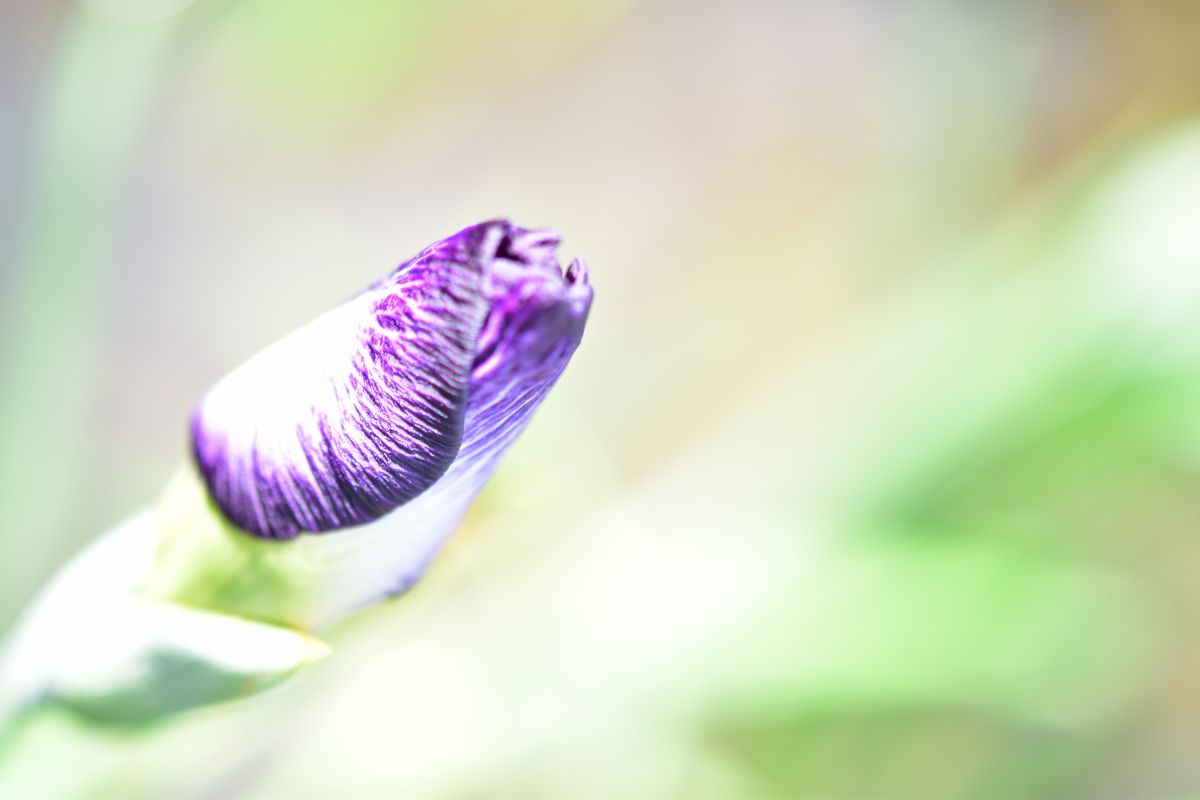 only for only | GANREF