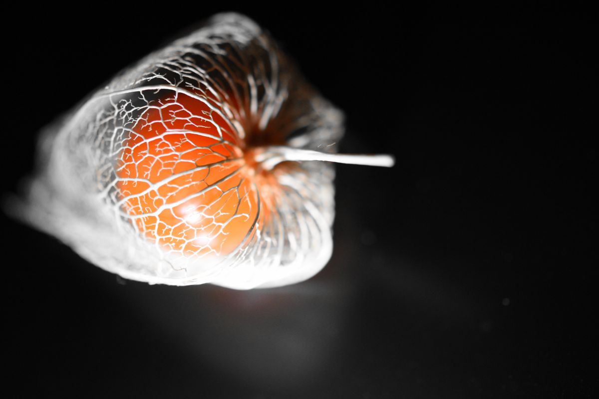 Labyrinth** | GANREF