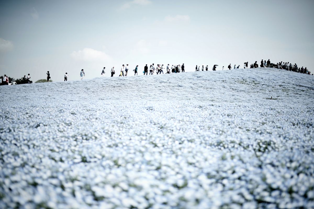 Heaven's hill | GANREF