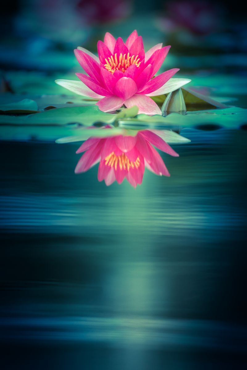 Mazennta crystal | GANREF