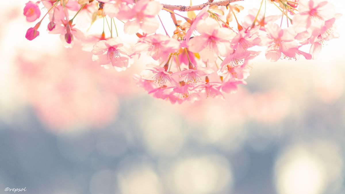 Spring Dreamin' #2 | GANREF