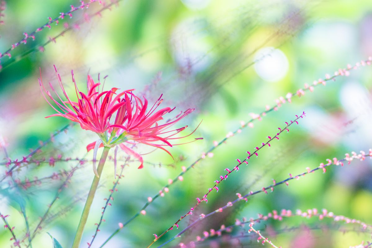 Final Lycoris | GANREF