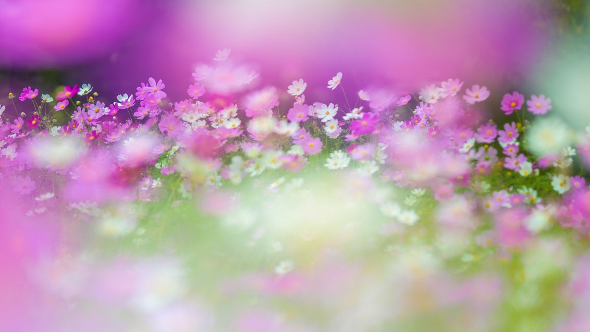 The floral illusion world | GANREF