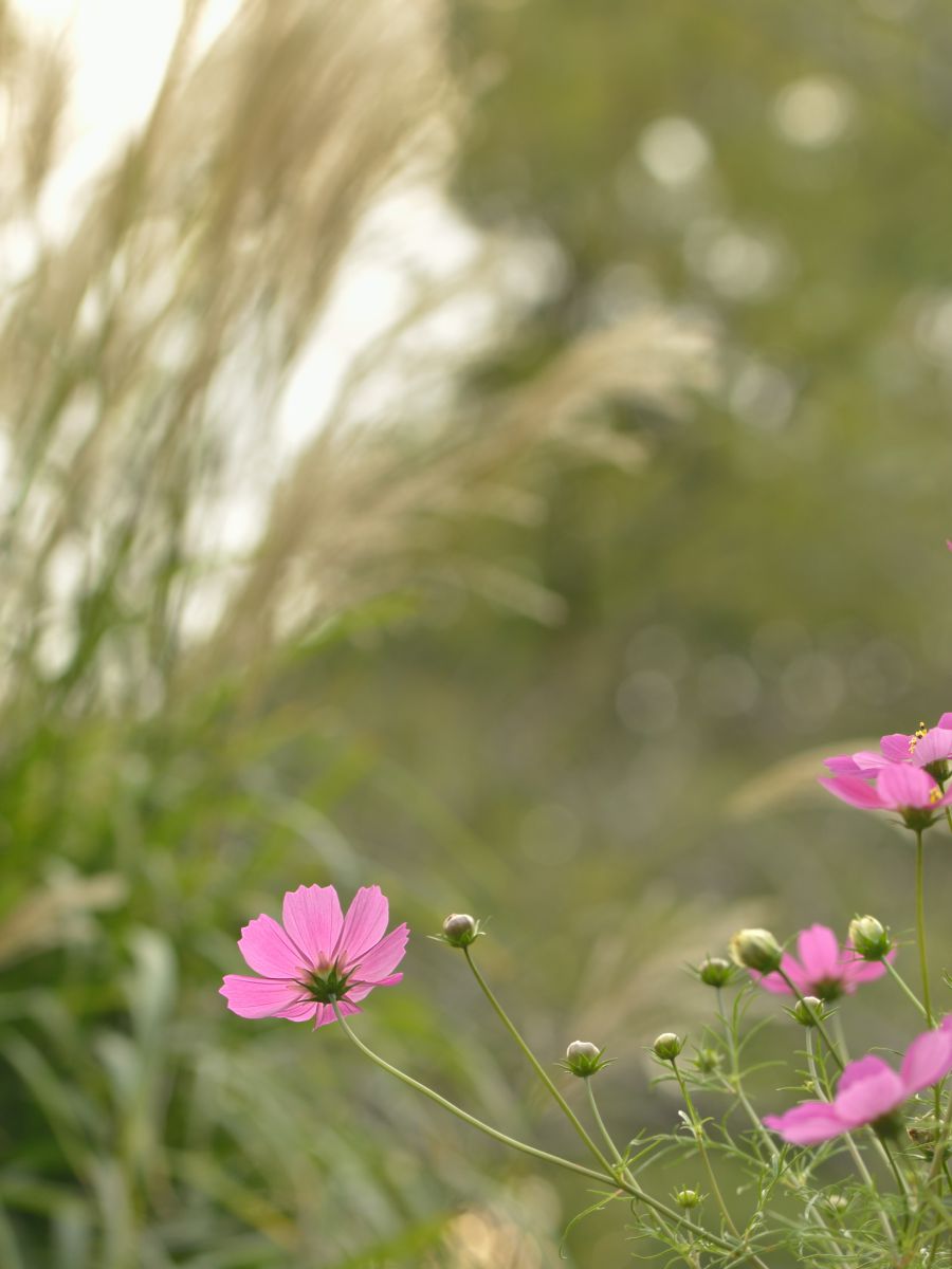 秋の野辺にて | GANREF