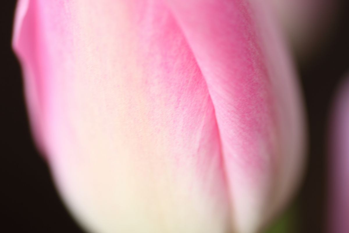 PEACH!!〜♪ | GANREF