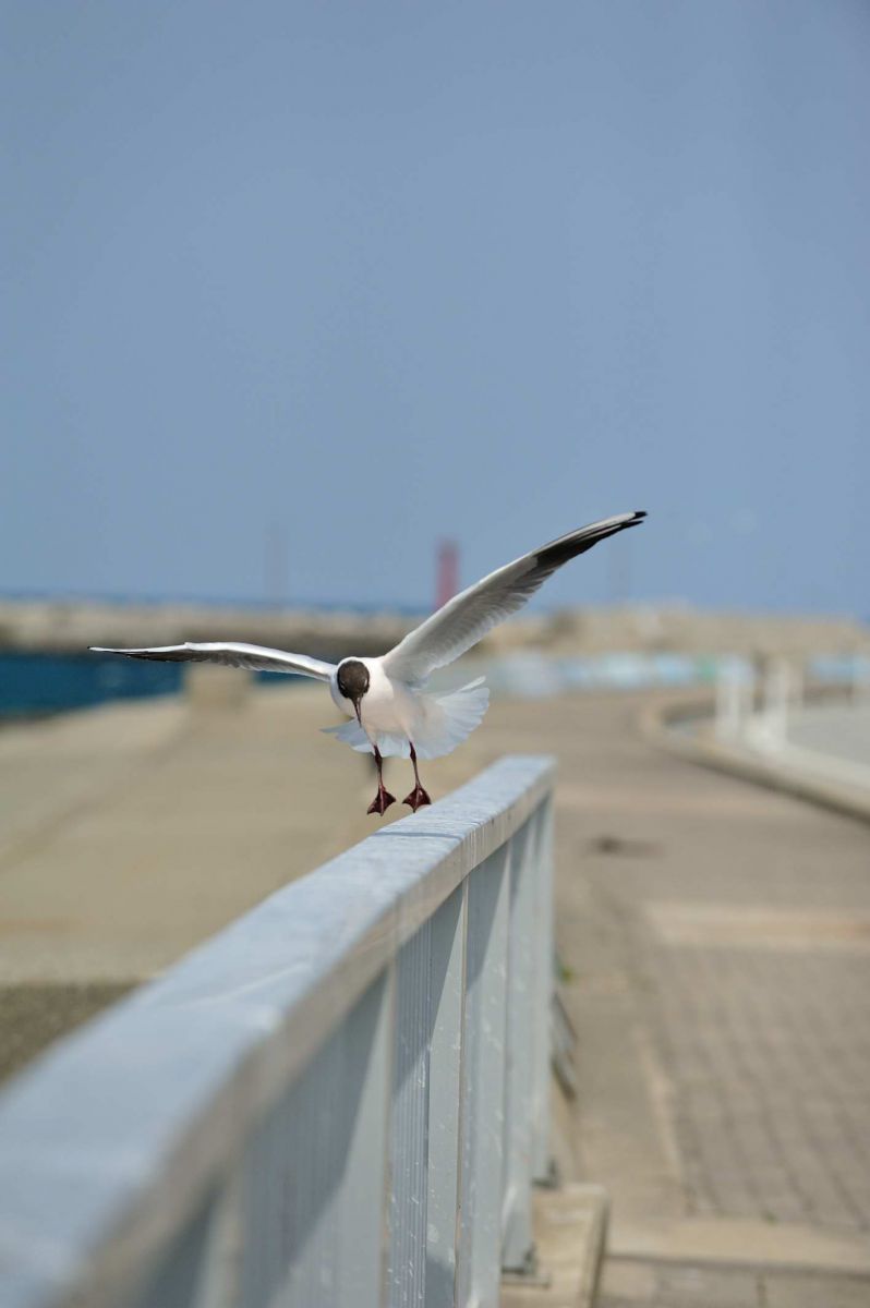 ふわっと着地016.JPG | GANREF