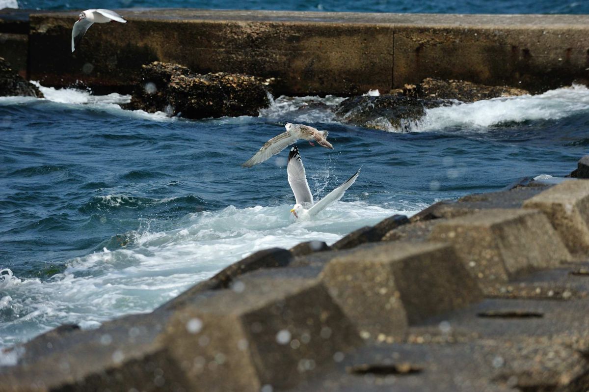 キャッチ012.JPG | GANREF