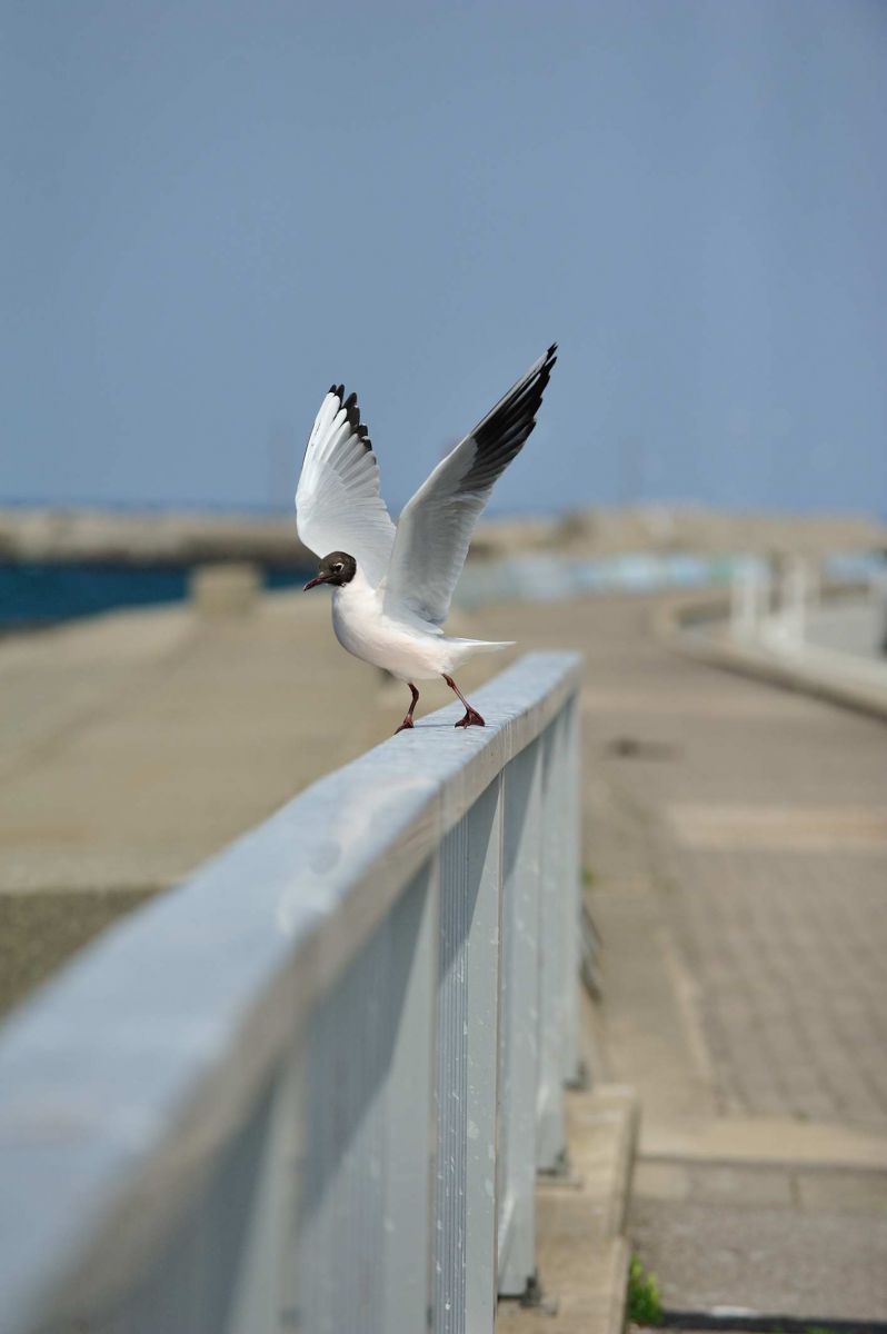 イクゼ015.JPG | GANREF