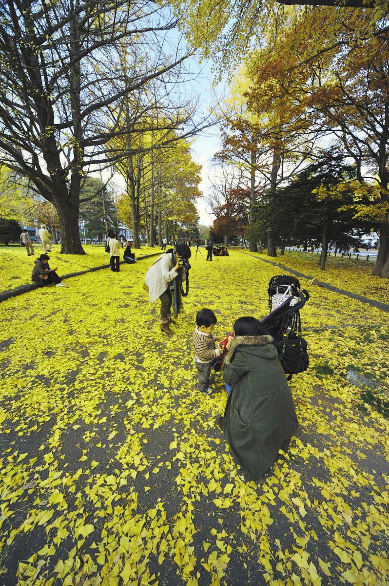 黄色いカーペット | GANREF