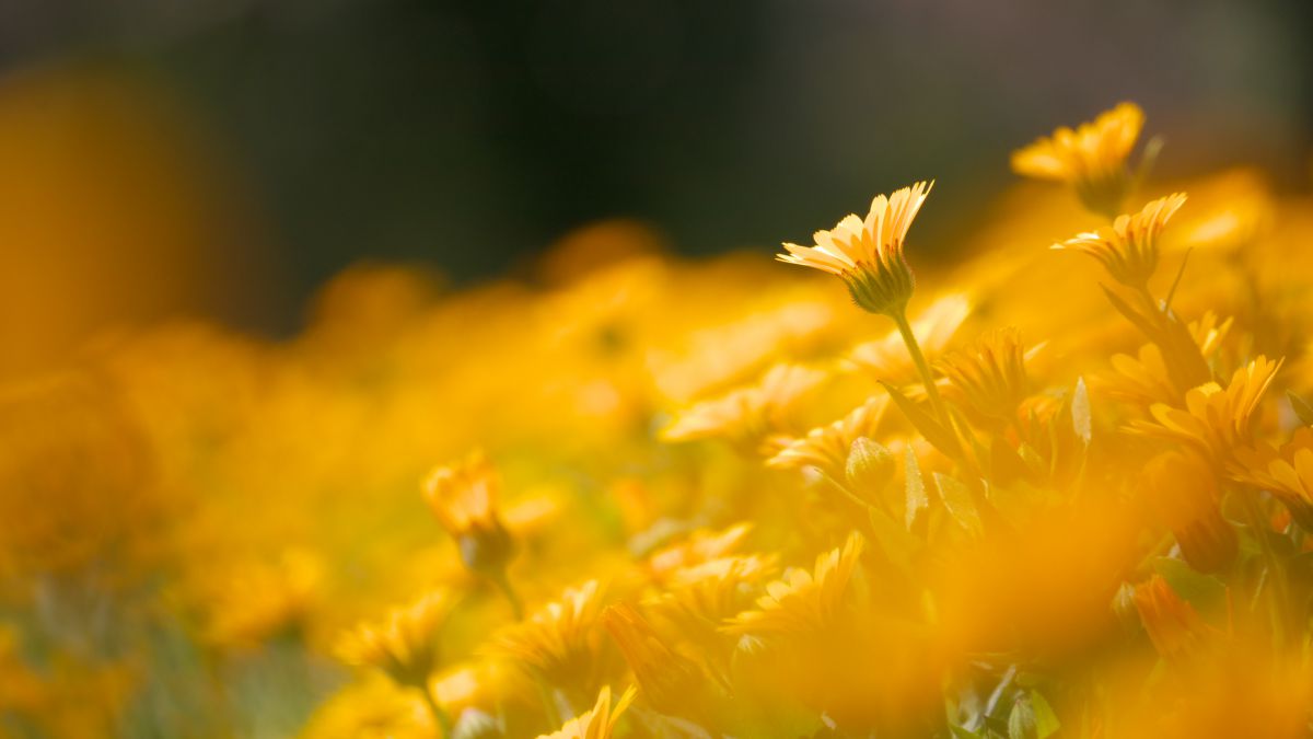 陽射しを浴びて | GANREF