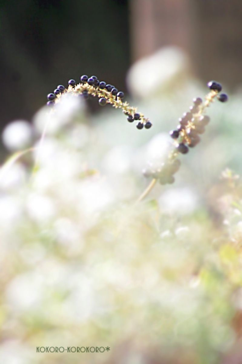 poti・・・poti* | GANREF