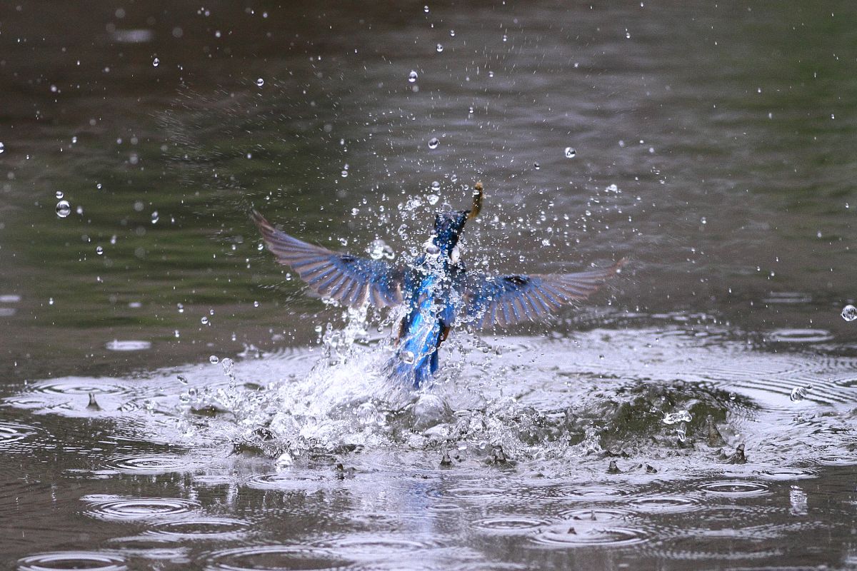 Splash！！ | GANREF